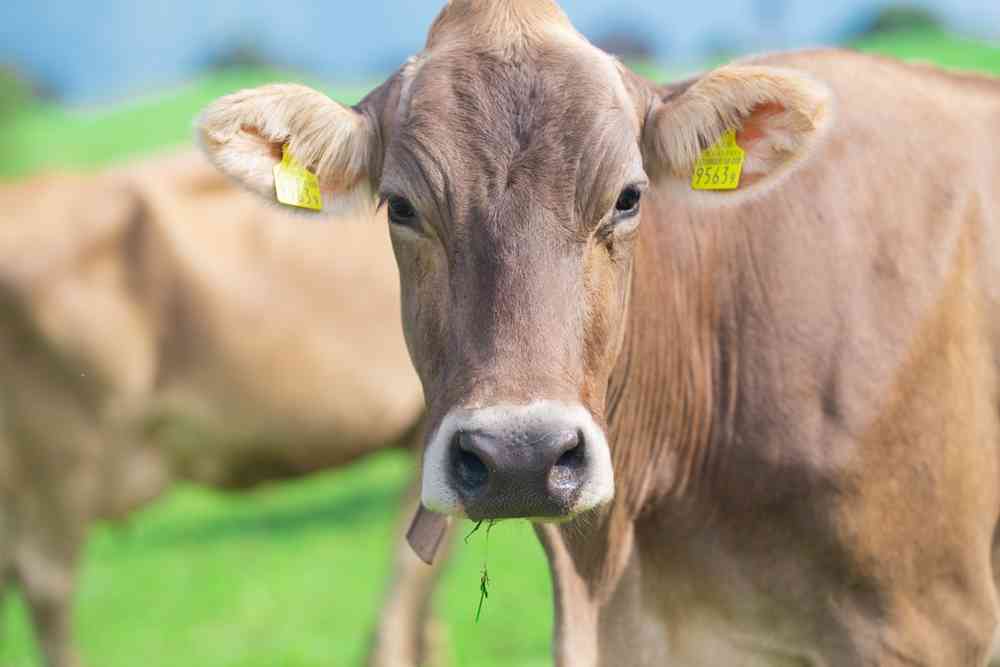 Marine vs. Bovine Collagen: Understanding the Differences